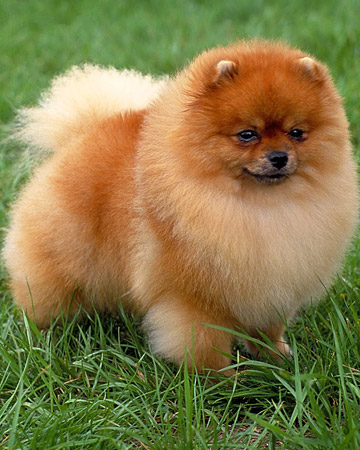 Is my pomeranian too big for her breed? | Puppy Forum and Dog Forums