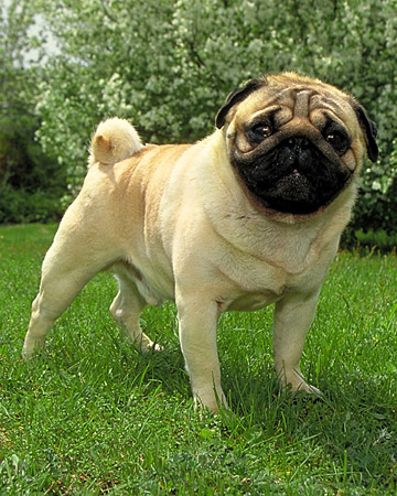Dogs Info: Pug